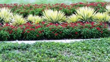 Best 5 Spring Flowers for North Texas | Popular Annual Flowers