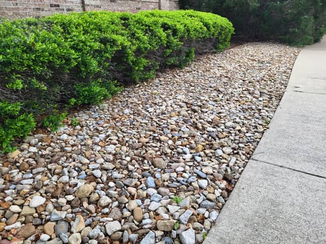 Low-Upkeep Ornamental Bushes | Low-Maintenance Texas Shrubs