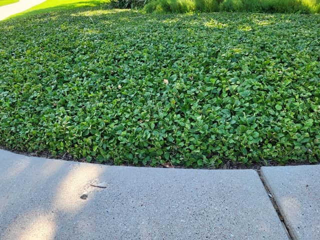 Is the Fall Season a Good Time for Landscaping in Texas?