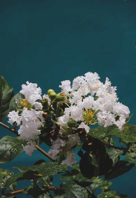 Top 5 Tall Crape Myrtle Tree Varieties for North Texas
