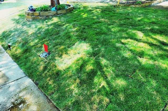 How to Properly Water New Sod | How to Irrigate New Sod