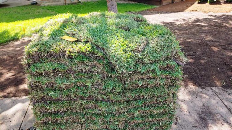 How to Properly Water New Sod | How to Irrigate New Sod