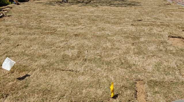 How to Properly Water New Sod | How to Irrigate New Sod