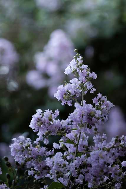 Top 5 Tall Crape Myrtle Tree Varieties for North Texas