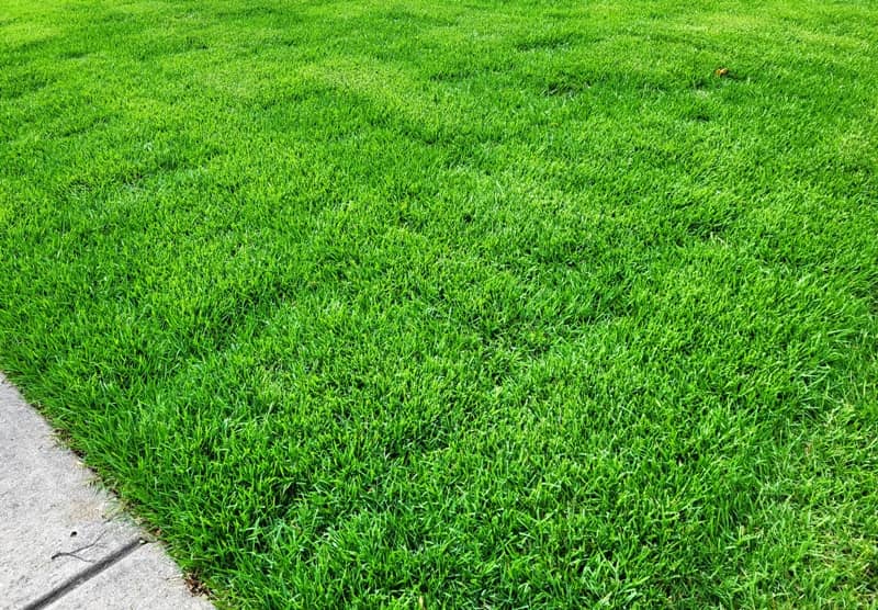 6 Best Zoysia Sod Grass Varieties for your Dallas Lawn