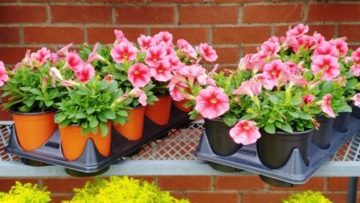 Best 5 Spring Flowers for North Texas | Popular Annual Flowers