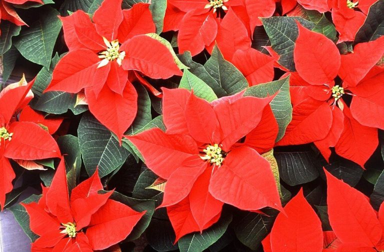 Poinsettia Flower History | Poinsettia Discovery, Legend, Facts and Care