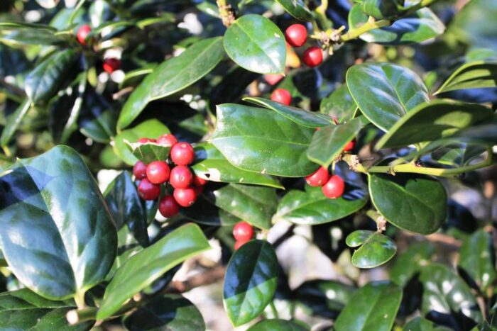 Popular Evergreen Shrubs for Collin County, Texas