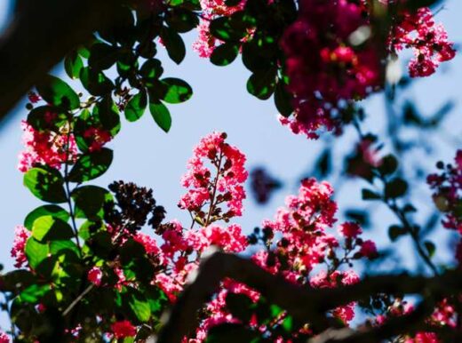Top 5 Tall Crape Myrtle Tree Varieties for North Texas
