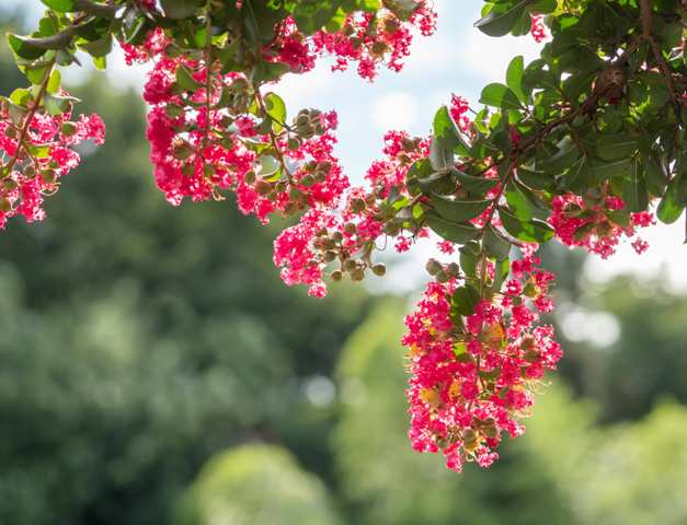 Top 5 Tall Crape Myrtle Tree Varieties for North Texas