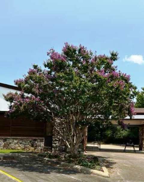 Top 5 Tall Crape Myrtle Tree Varieties for North Texas