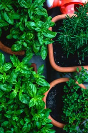 How to Stop Rabbits from Eating Your Landscaping Plants